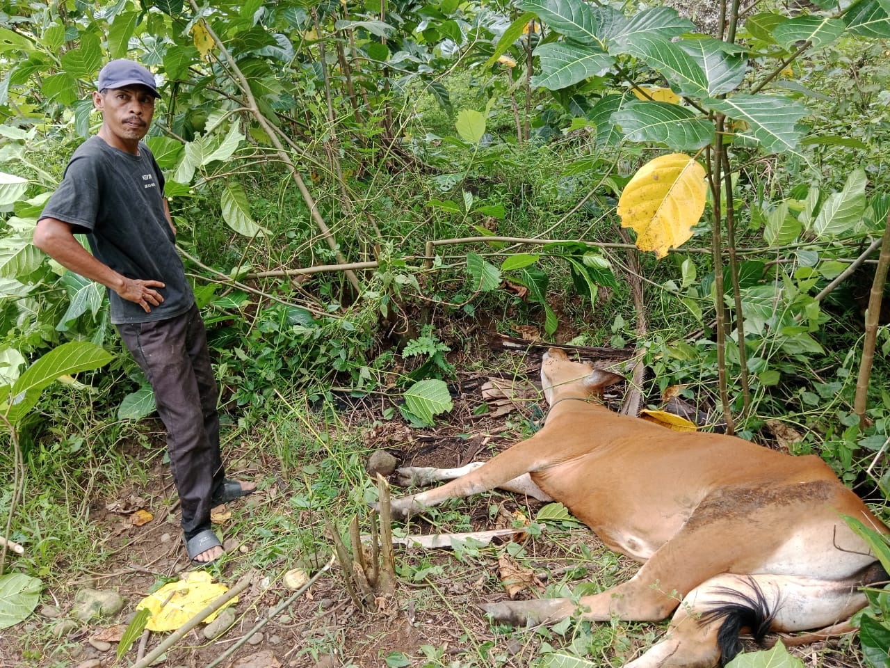 Penyakit Ternak Ngorok Kembali Ditemukan, Belasan Sapi Mati Mendadak